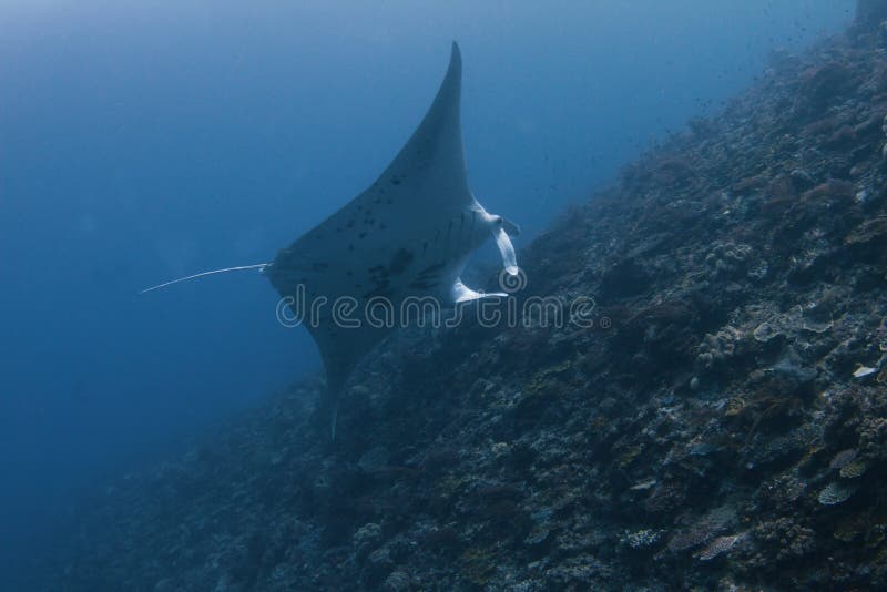 Manta ray stock image. Image of corral, dive, blue, bottom - 24252095