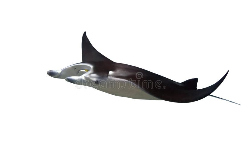 7,188 Manta Ray Reproduction Stock Photos - Free & Royalty-Free Stock ...