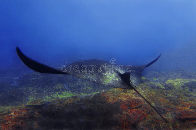 Manta ray stock photo. Image of green, diving, colors - 9739030