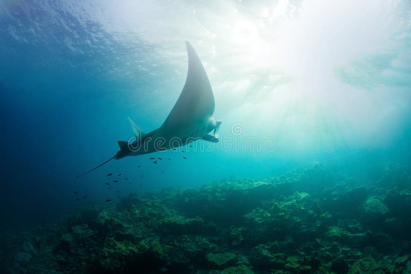 Manta Ray Flying Into A Swarm Of Other Fish Stock Photo - Image of ...