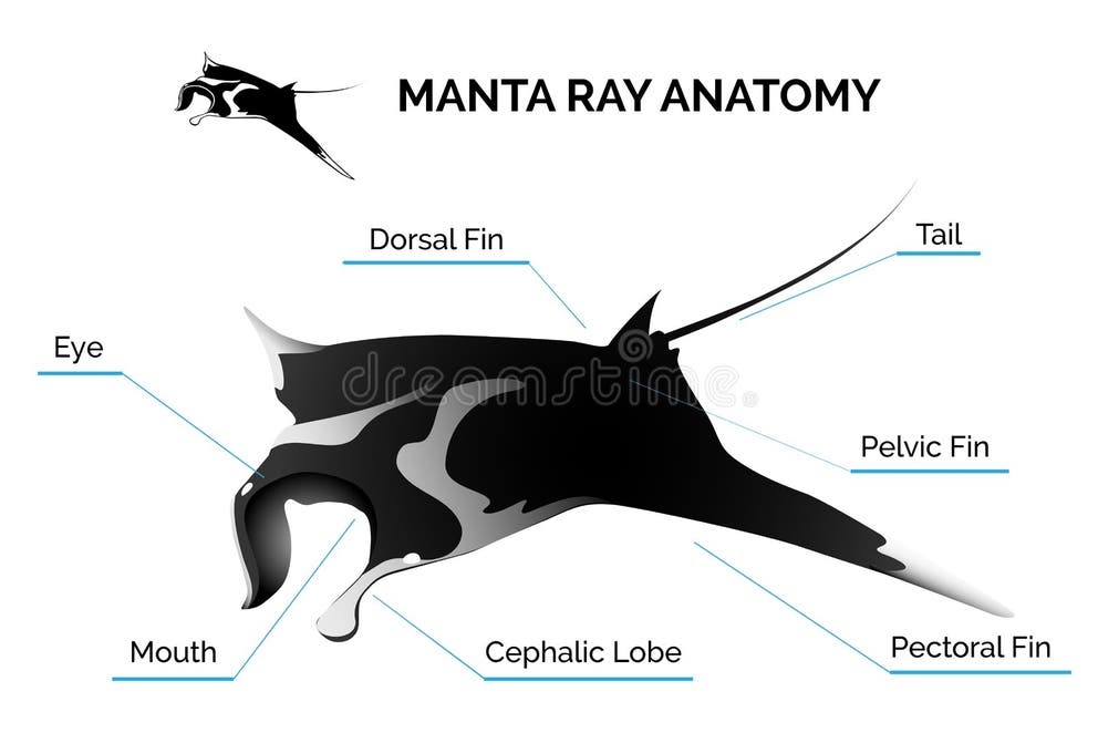 Manta Ray Anatomy ilustração do vetor. Ilustração de bolha - 54619033
