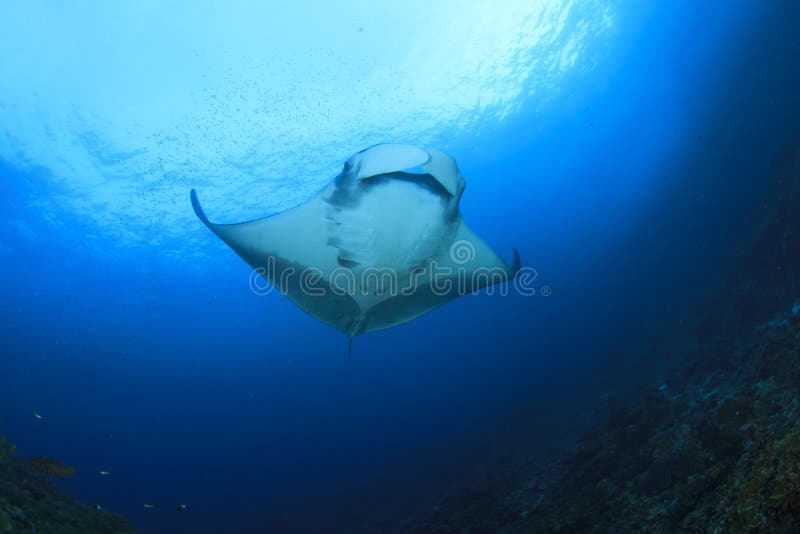 Manta ray stock photo. Image of snorkeling, animal, graceful - 26630372