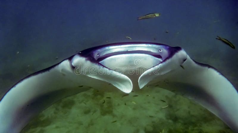 Manta Ray in the Blue Water of the Indian Ocean, Maldives. Stock Image ...
