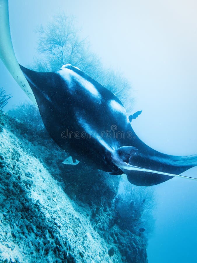 Manta Ray at the Bottom of the Indian Ocean Stock Image - Image of ...