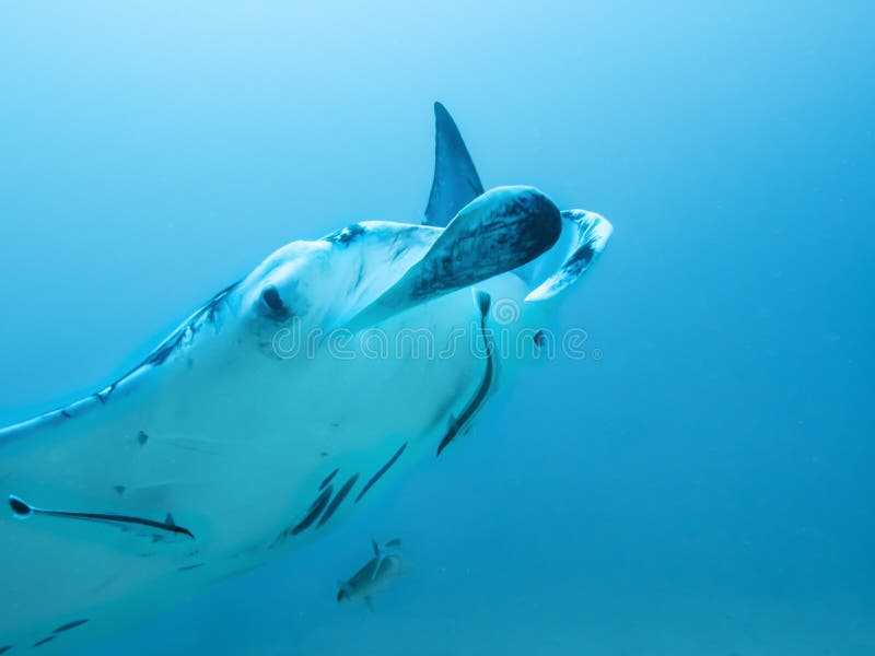 Manta Ray at the Bottom of the Indian Ocean Stock Photo - Image of ...