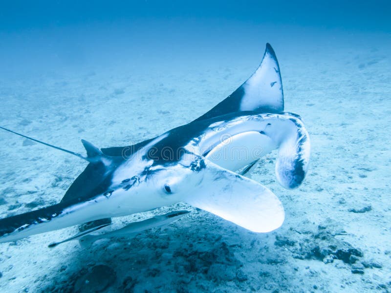 Manta Ray at the Bottom of the Indian Ocean Stock Image - Image of ...
