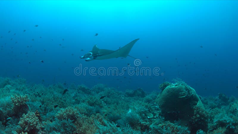 Manta ray on a coral reef stock photo. Image of angle - 85402602