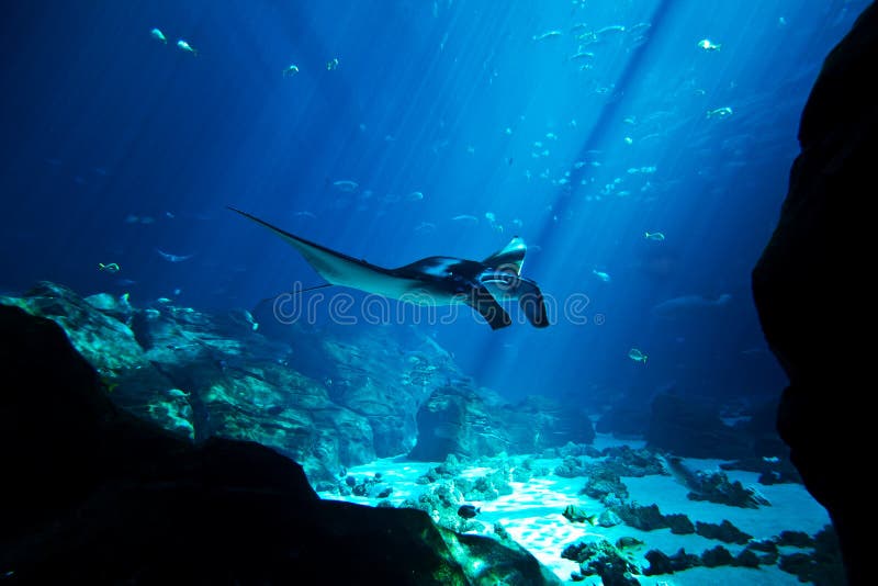 Manta Ray in the Deep Blue Ocean Stock Image - Image of birostris ...