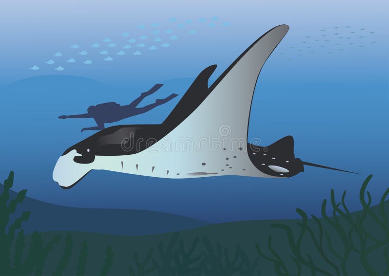 Manta Ray Stock Illustrations – 2,515 Manta Ray Stock Illustrations ...