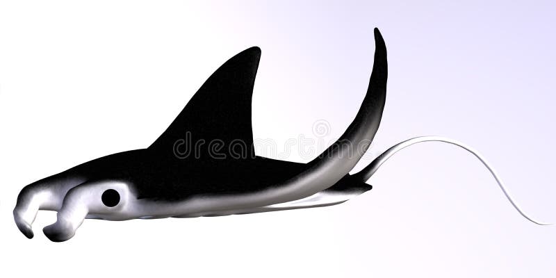 Manta Ray stock illustration. Illustration of organism - 41490412
