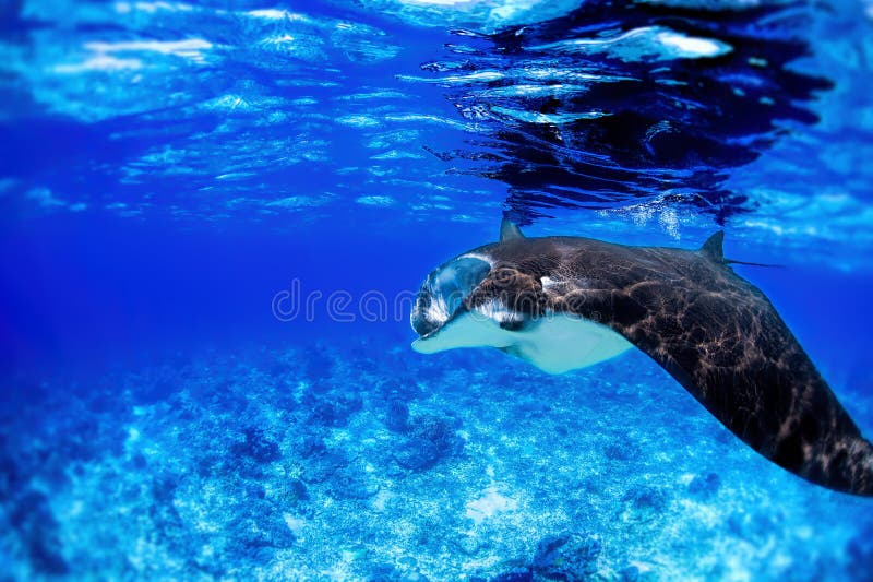 Manta Ray stock photo. Image of scuba, manta, fish, indonesia - 45076680