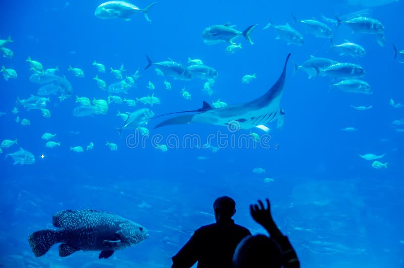 1,599 Floating Cow Photos - Free & Royalty-Free Stock Photos from ...