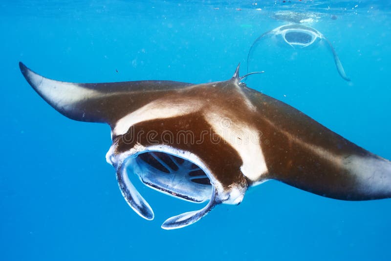6,743 Manta Ray Doodle Stock Photos - Free & Royalty-Free Stock Photos ...