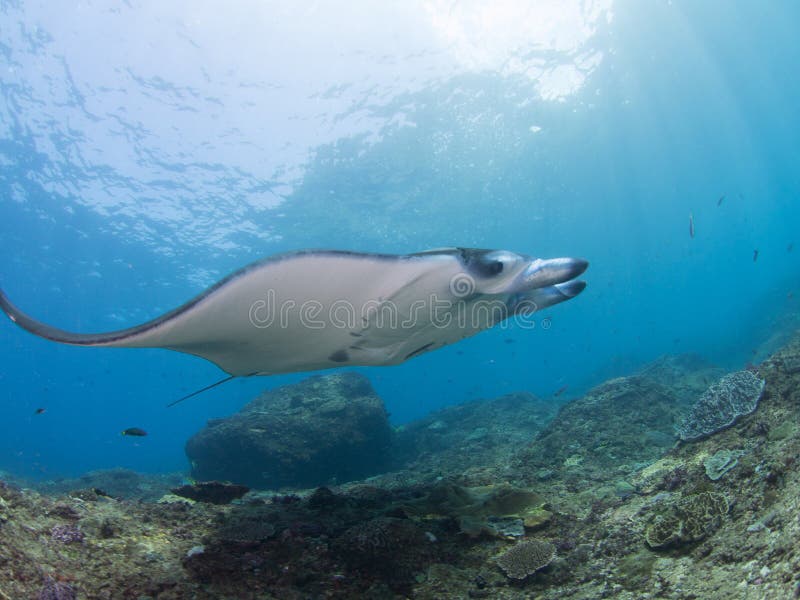 Manta Ray Flying Into A Swarm Of Other Fish Stock Photo - Image of ...