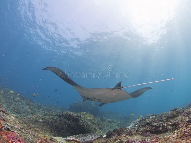 Flying Manta Above Paradise Sea. Discover New World Stock Image - Image ...