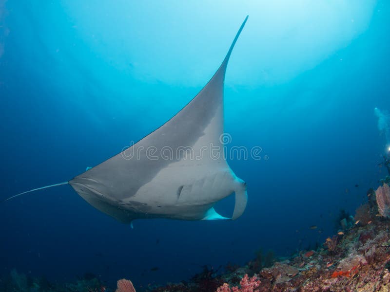 Flying Manta Above Paradise Sea. Discover New World Stock Image - Image ...