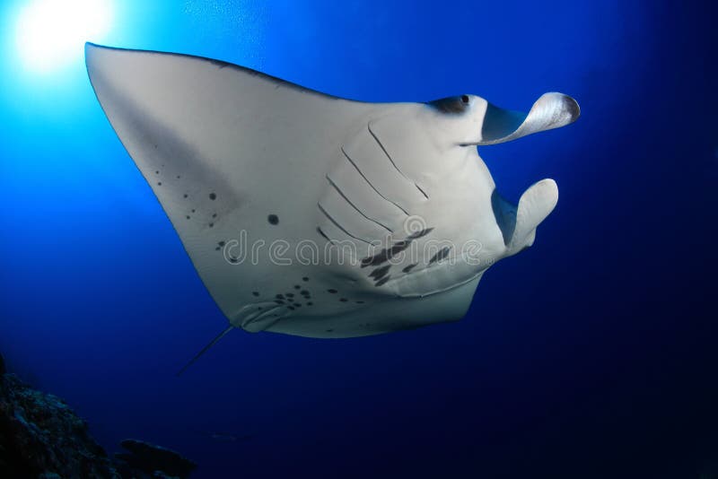 Manta Ray Flying into a Swarm of Other Fish Stock Photo - Image of ...