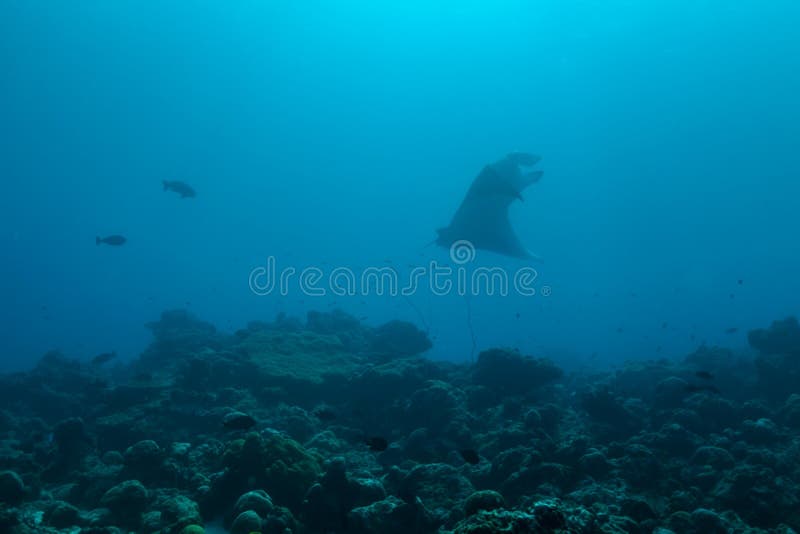 Manta ray in Indian ocean stock image. Image of manta - 67198711
