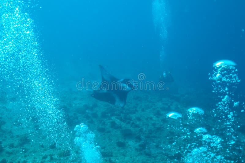 Manta ray in Indian ocean stock image. Image of ocean - 67198719