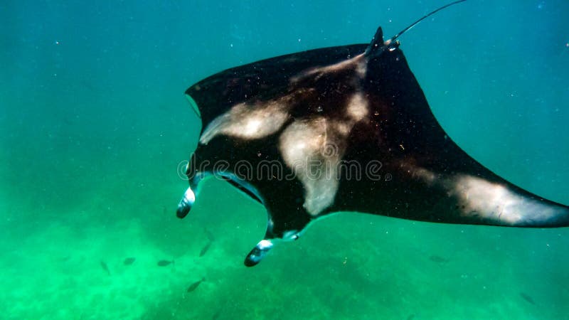 Manta Ray in Indian Ocean, Maldives. Stock Image - Image of aquatic ...