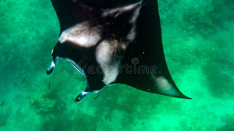 Manta Ray in Indian Ocean, Maldives. Stock Image - Image of underwater ...