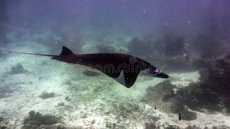Manta Ray in Indian Ocean, Maldives. Stock Photo - Image of scuba ...