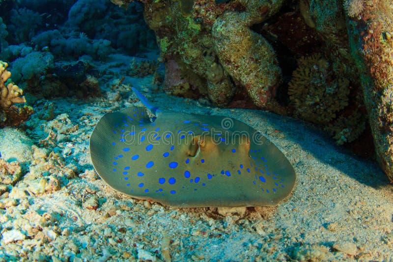 A Spotted Manta Ray with Blue Dots, Lying on the Bottom of the Reef ...