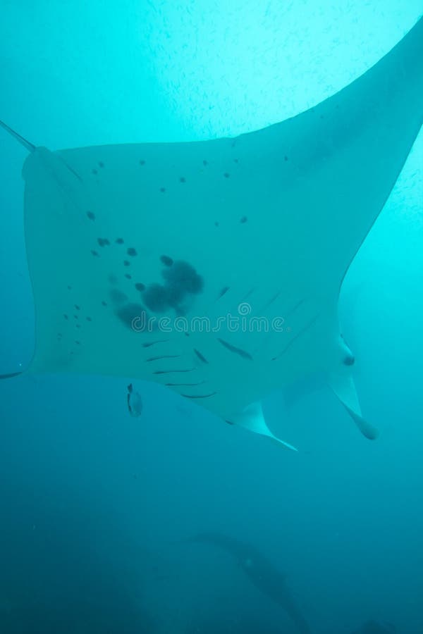 Undersite of a manta ray stock photo. Image of underwater - 2203894