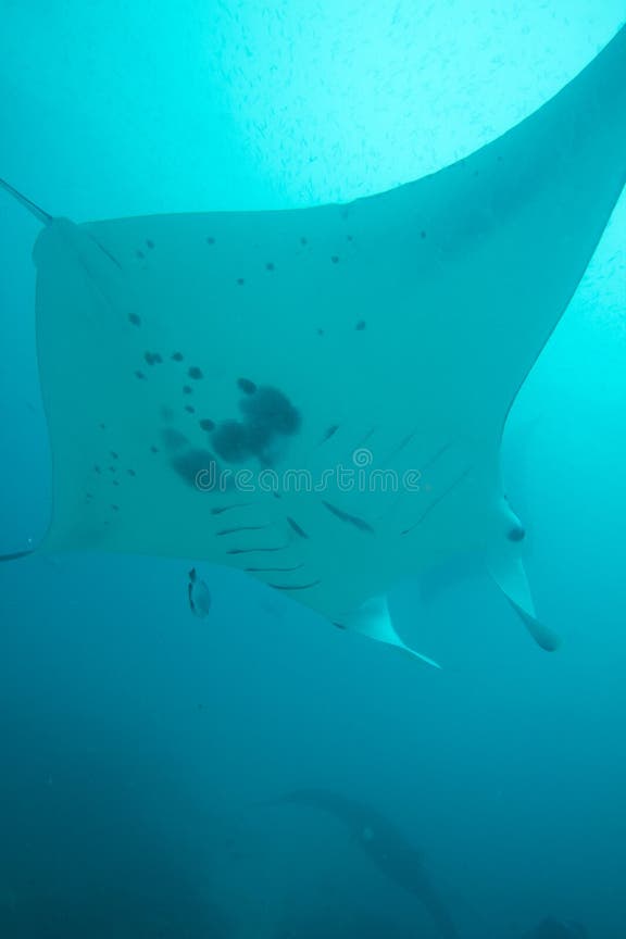 Manta ray overhead stock image. Image of tropical, ocean - 24986489