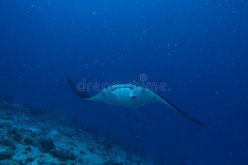 Manta Ray stock photo. Image of atoll, nature, tropical - 300488772