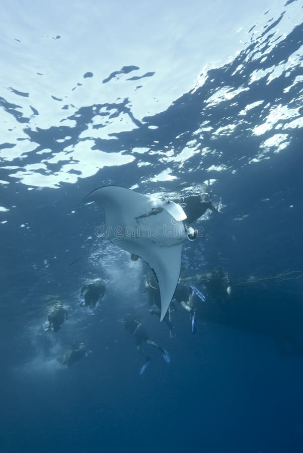 Manta Ray at the surface. stock image. Image of small - 13865407
