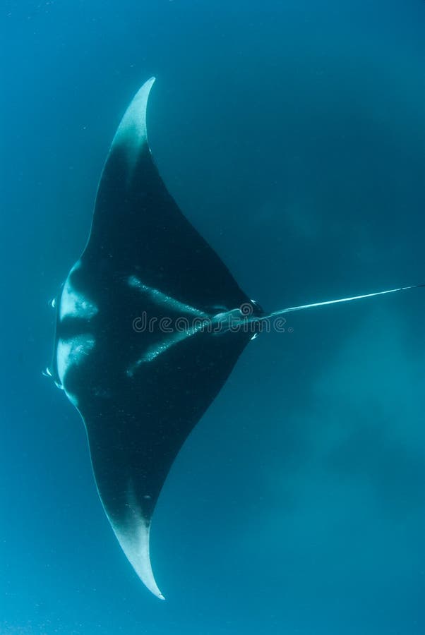 A manta ray from top down stock image. Image of ocean - 63489083