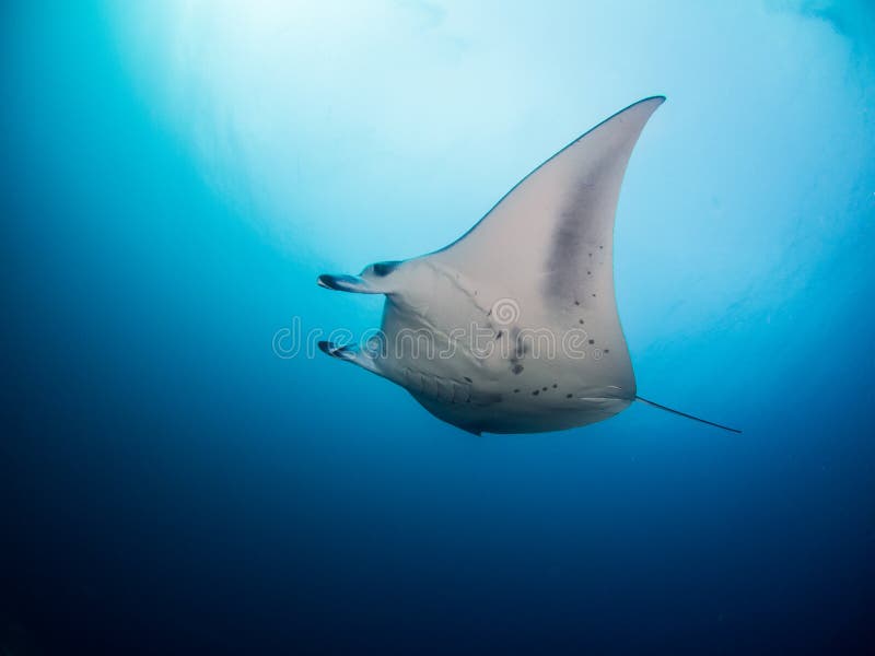 Manta ray stock image. Image of ocean, biology, natural - 75413067