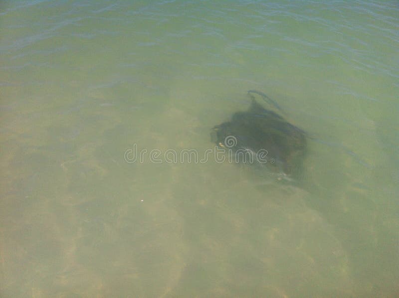 Manta Rays Lido Beach Stock Photos - Free & Royalty-Free Stock Photos ...
