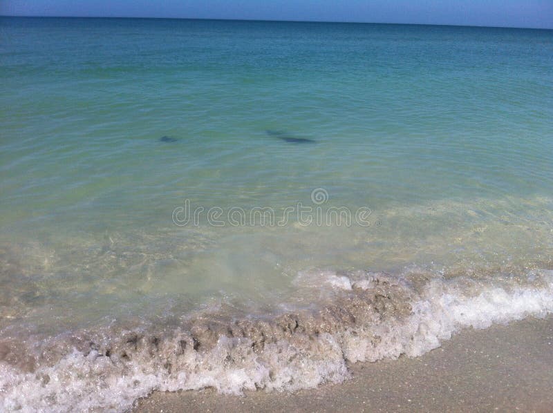 Manta Rays on Lido Beach stock image. Image of sand, swim - 53508991