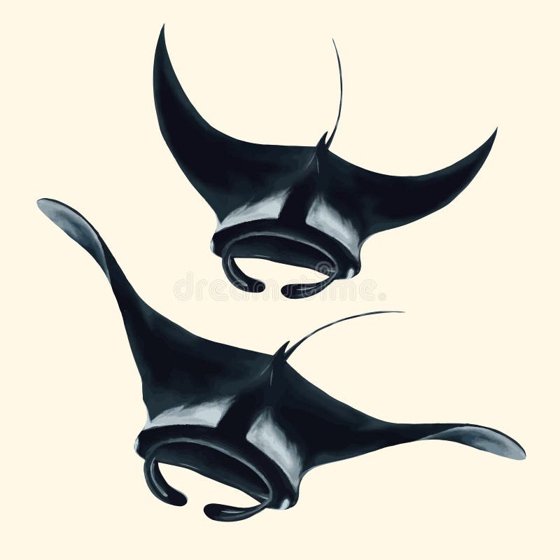 Manta Rays stock vector. Illustration of myliobatidae - 293372905