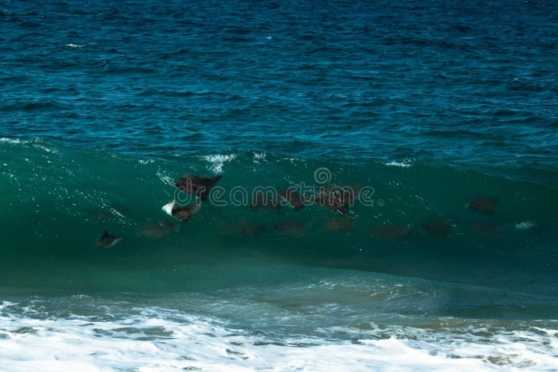 Manta Rays Flying into a Swarm of Other Fish Stock Image - Image of ...