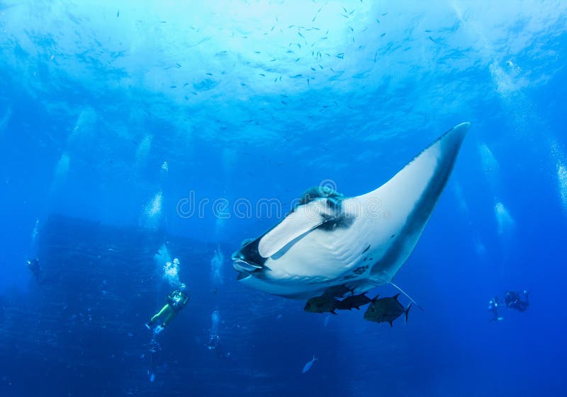 Manta-Rochen an Islas Revillagigedos Mexiko Stockfoto - Bild von ...