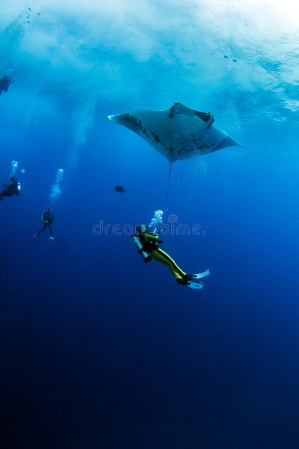 Manta-Rochen An Roca Partida Mexiko Stockfoto - Bild von fische ...