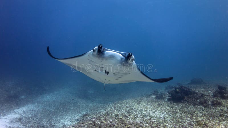 Manta Smile stock image. Image of ocean, life, water - 106694329