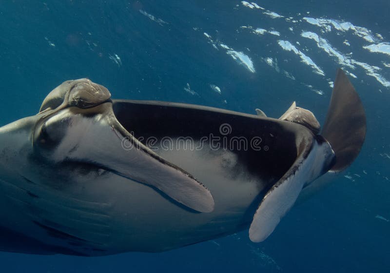 Manta, underwater picture stock photo. Image of shark - 65161200