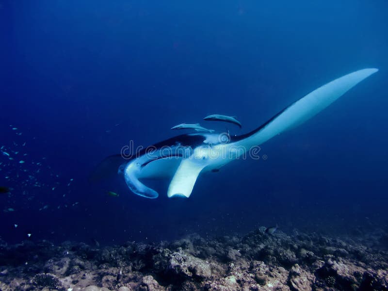 Manta ray stock photo. Image of snorkeling, animal, graceful - 26630372