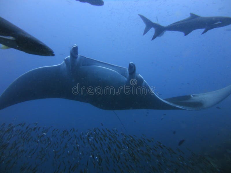 Mantaray fish deep sea stock photo. Image of deep, mantaray - 159951194
