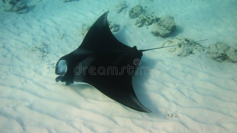 Mantarochen stockfoto. Bild von ozean, atoll, meer, mann - 32655916