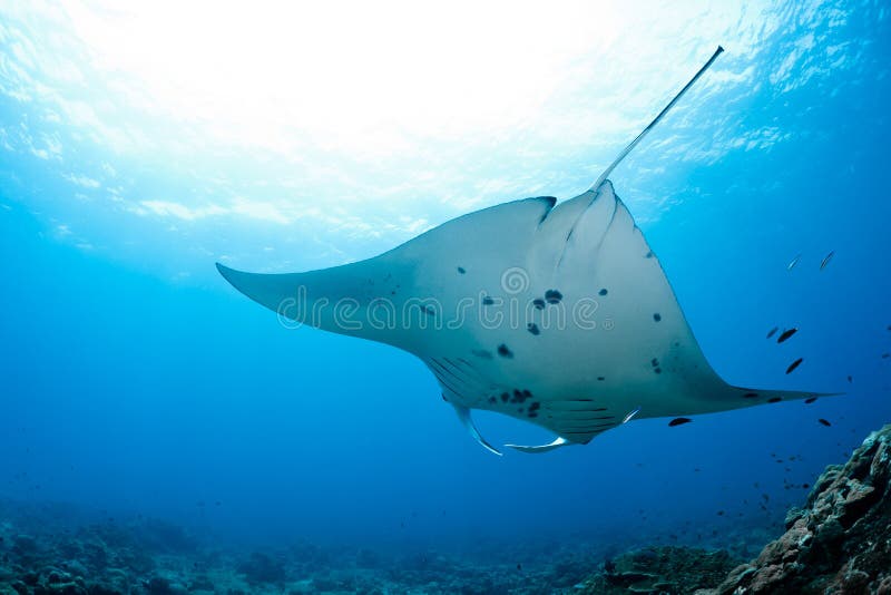 Mantarochen stockfoto. Bild von ozean, atoll, meer, mann - 32655916