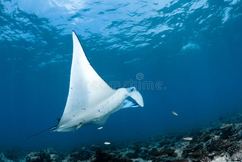 Mantarochen stockfoto. Bild von atoll, riesig, tropisch - 32655944