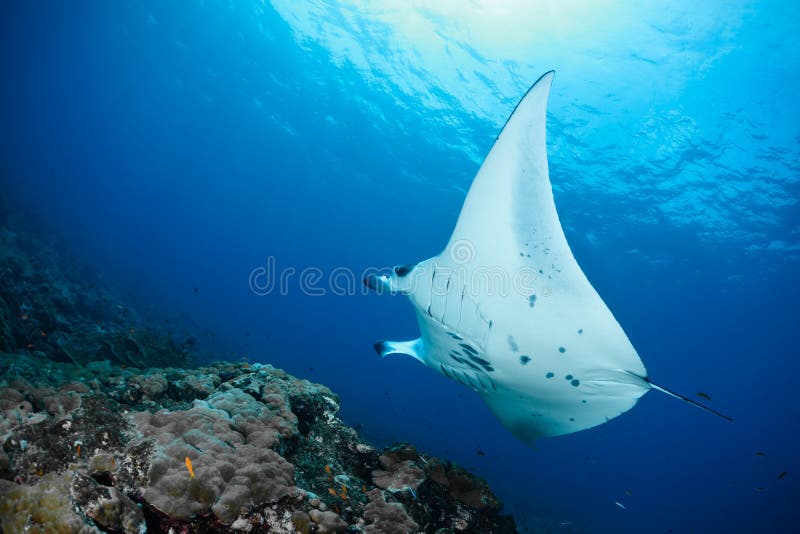 Riesiger Mantarochen stockbild. Bild von ozean, koralle - 28981375