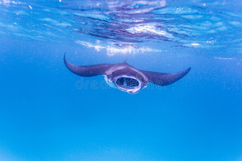 Riesiger Mantarochen stockbild. Bild von ozean, koralle - 28981375