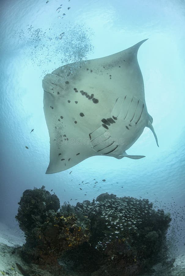 Mantarochen Auf Einem Korallenriff Stockfoto - Bild von tropisch ...