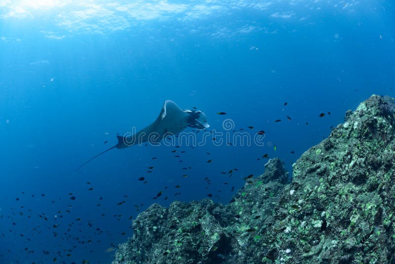 Mantarochen Bei Hin Daeng in Thailand Stockbild - Bild von blau, grau ...
